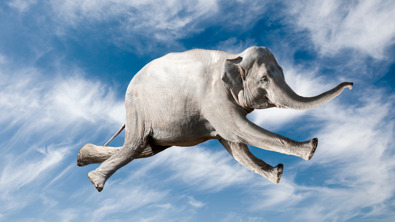 Why is it called a White Elephant Gift? | WhyGuy.com