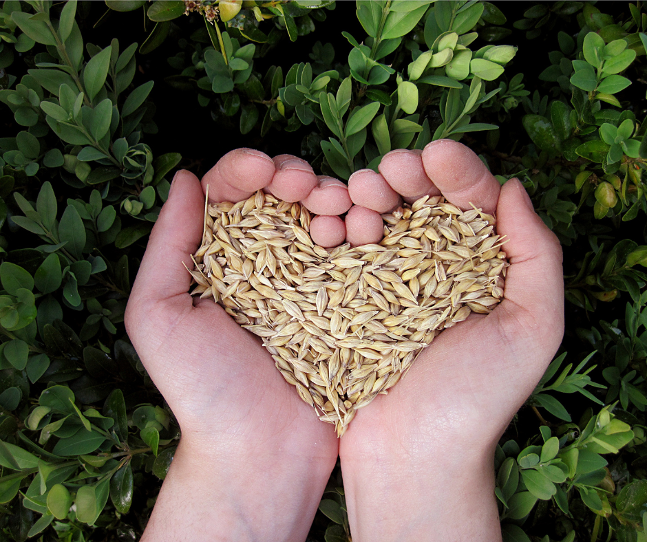 Love Grain | WhyGuy.com